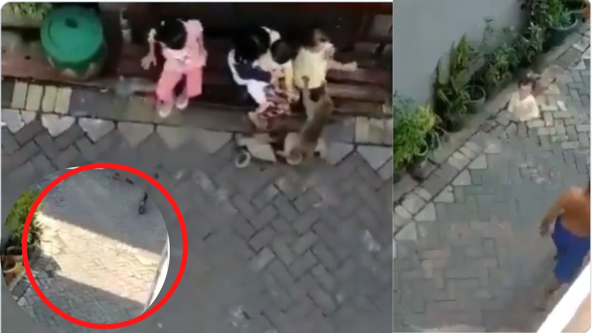 a shocking video of a monkey dragging an innocent child is going viral
