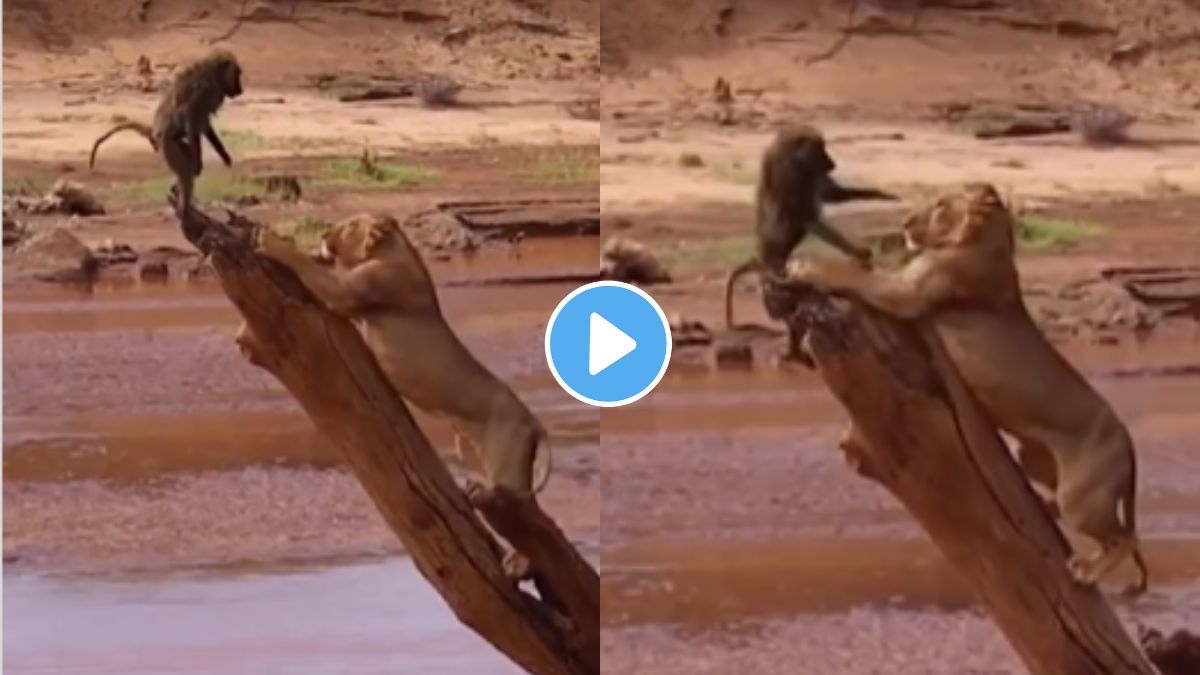 a shocking video of a lion hunting a monkey is going viral