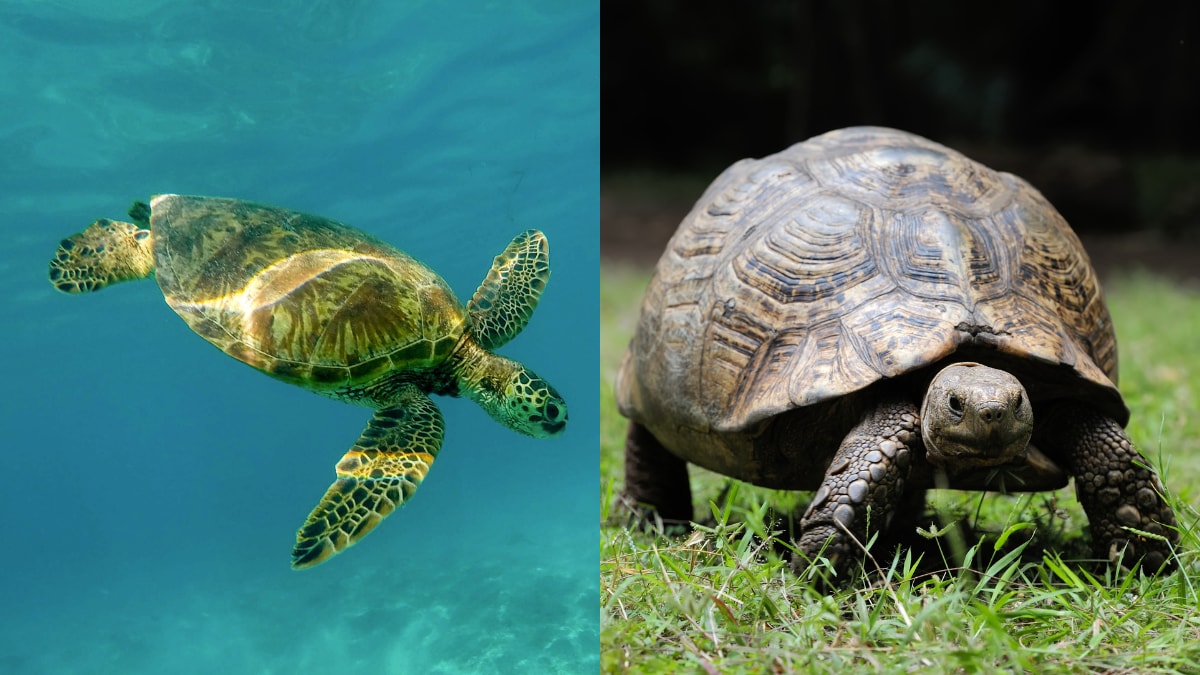 Turtle आणि Tortoise एकच नव्हे दोन्हींमध्ये काय आहे फरक जाणून घ्या